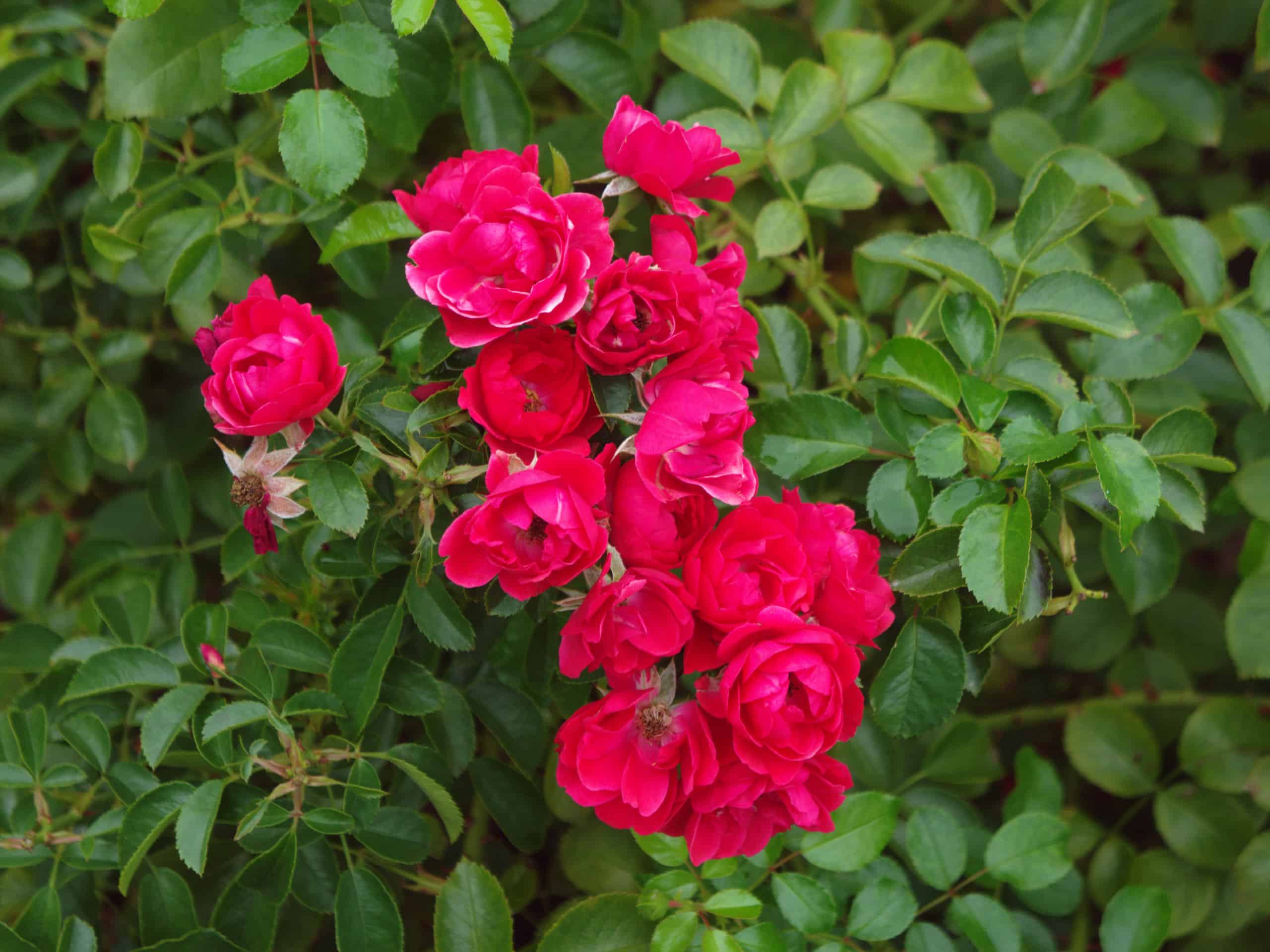 Flower Carpet Roses Care: A Vigorous Rose | Plantly