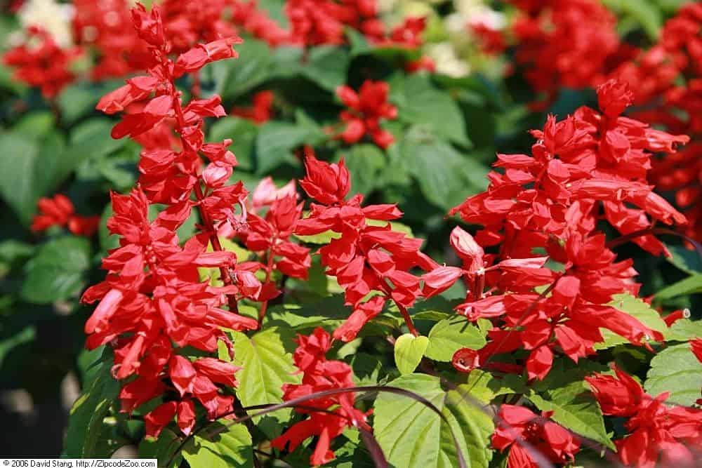 Black And Blue Salvias Guaranitica Care | Plantly