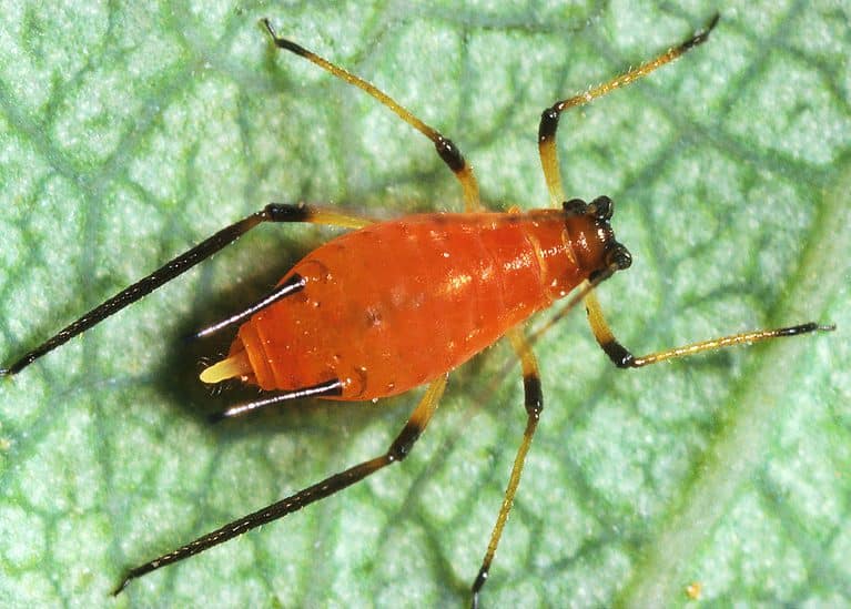 Plants, Pests and Diseases: Causes And Treatments | Plantly