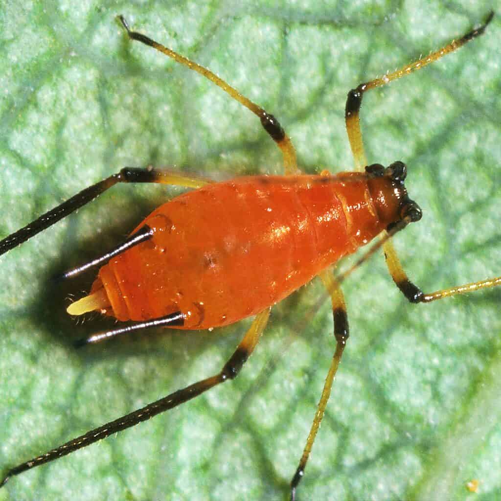 Plants, Pests and Diseases: Causes And Treatments | Plantly