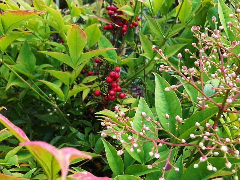 Lemon Lime Nandina Plant Care | Plantly