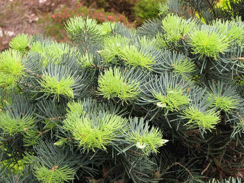 Concolor Fir Tree Care & Growing Guide Tips | Plantly
