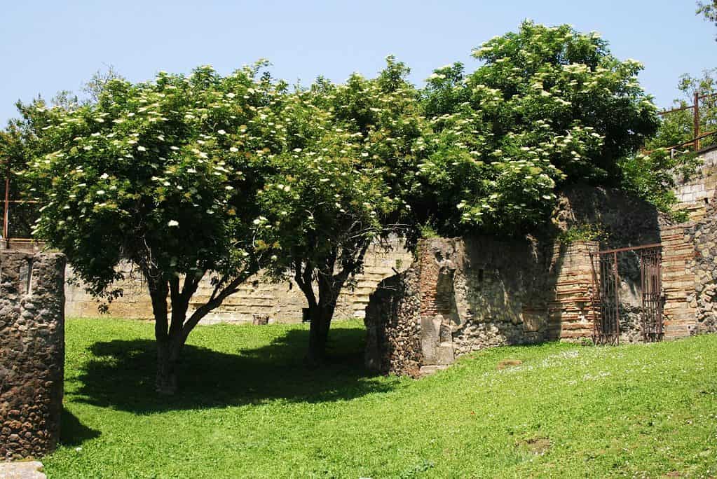 Fun Plant-Folklores: Interesting Plant Stories | Plantly