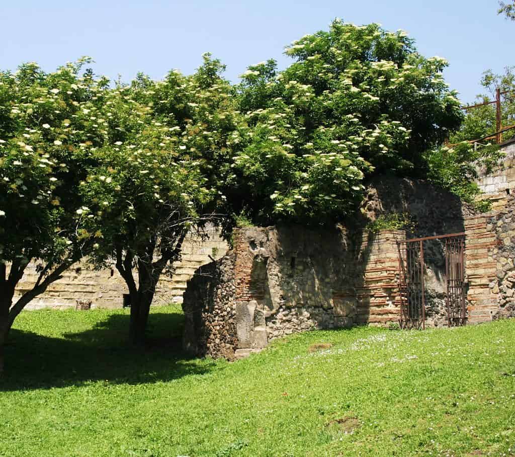 Fun Plant-Folklores: Interesting Plant Stories | Plantly