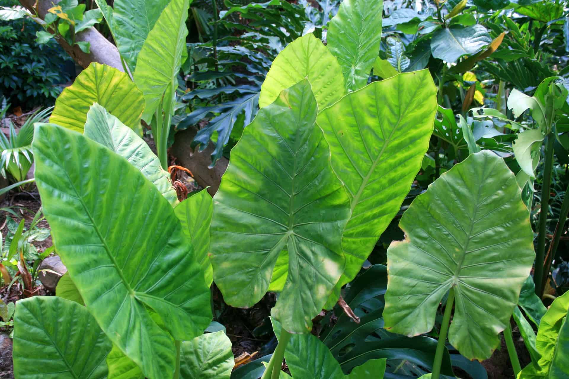 Alocasia Calidora Plant Care Guide | Plantly
