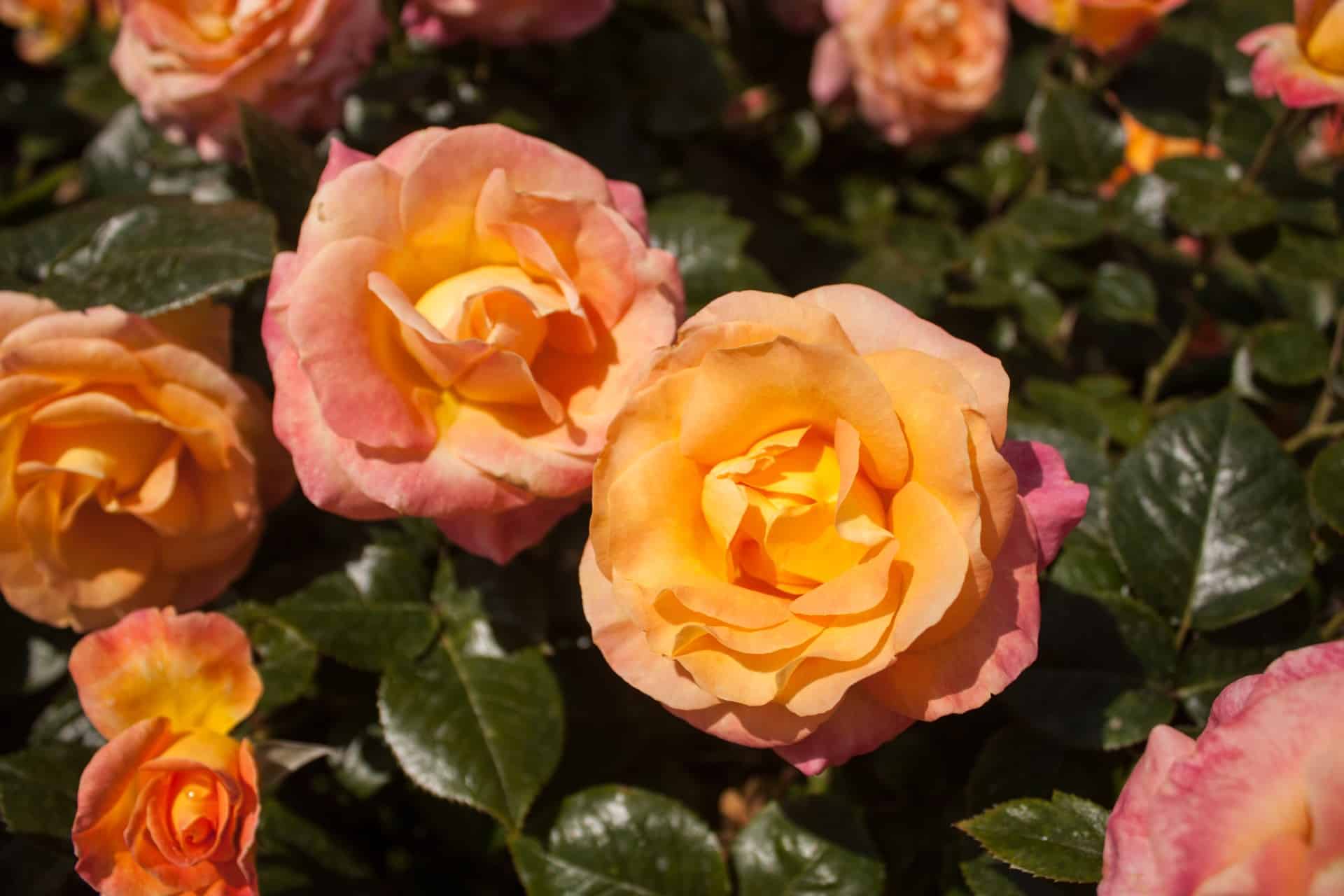 Flower Carpet Roses Care: A Vigorous Rose | Plantly