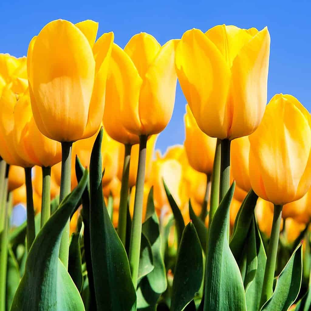 Yellow Tulip Bulbs for Planting | Plantly