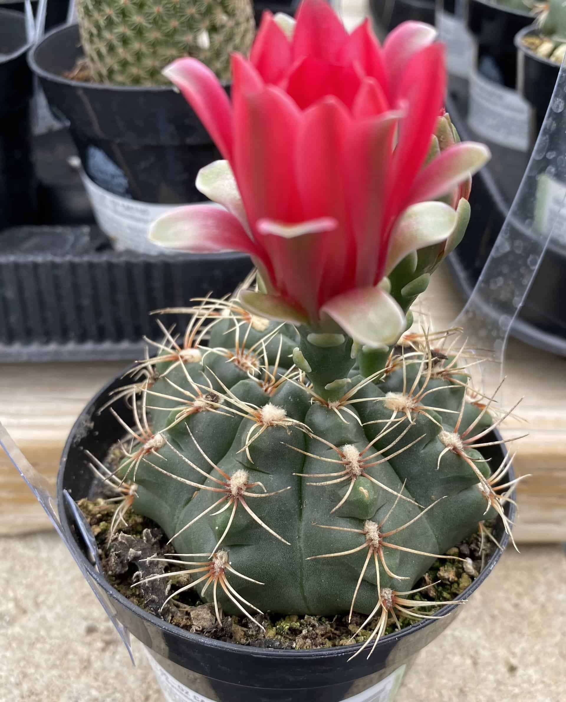 Red Cactus Plant