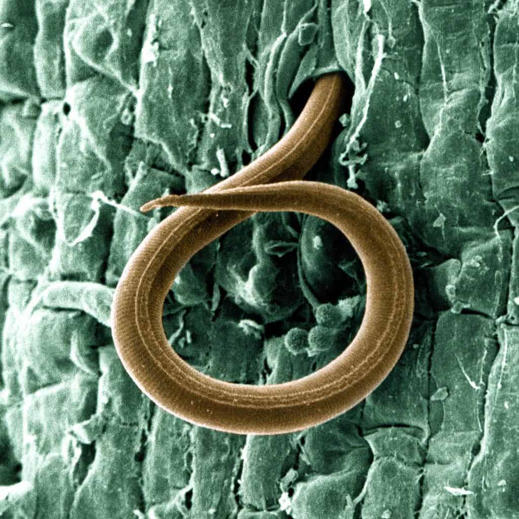 Plants, Pests and Diseases: Causes And Treatments | Plantly