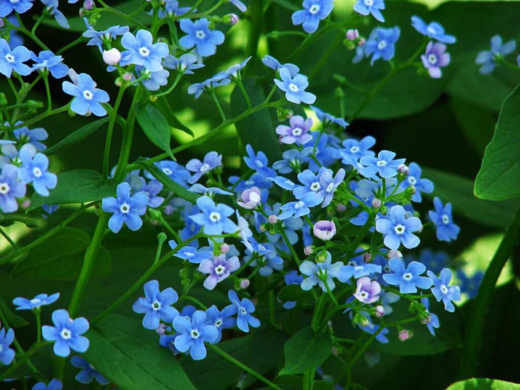 Expert Tips for Brunnera Plant Care | Plantly
