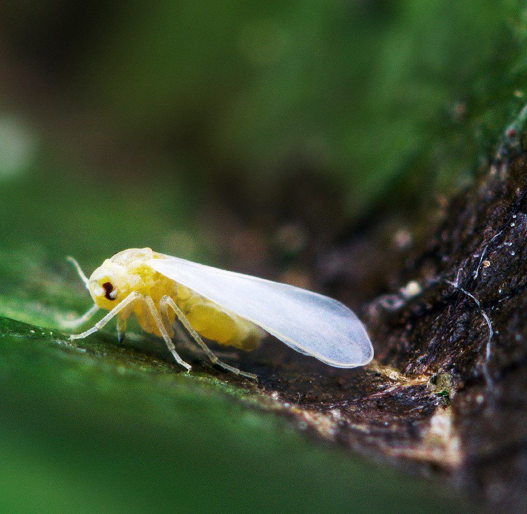 Plants, Pests and Diseases: Causes And Treatments | Plantly