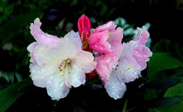 How To Grow And Care For Encore Azaleas | Plantly