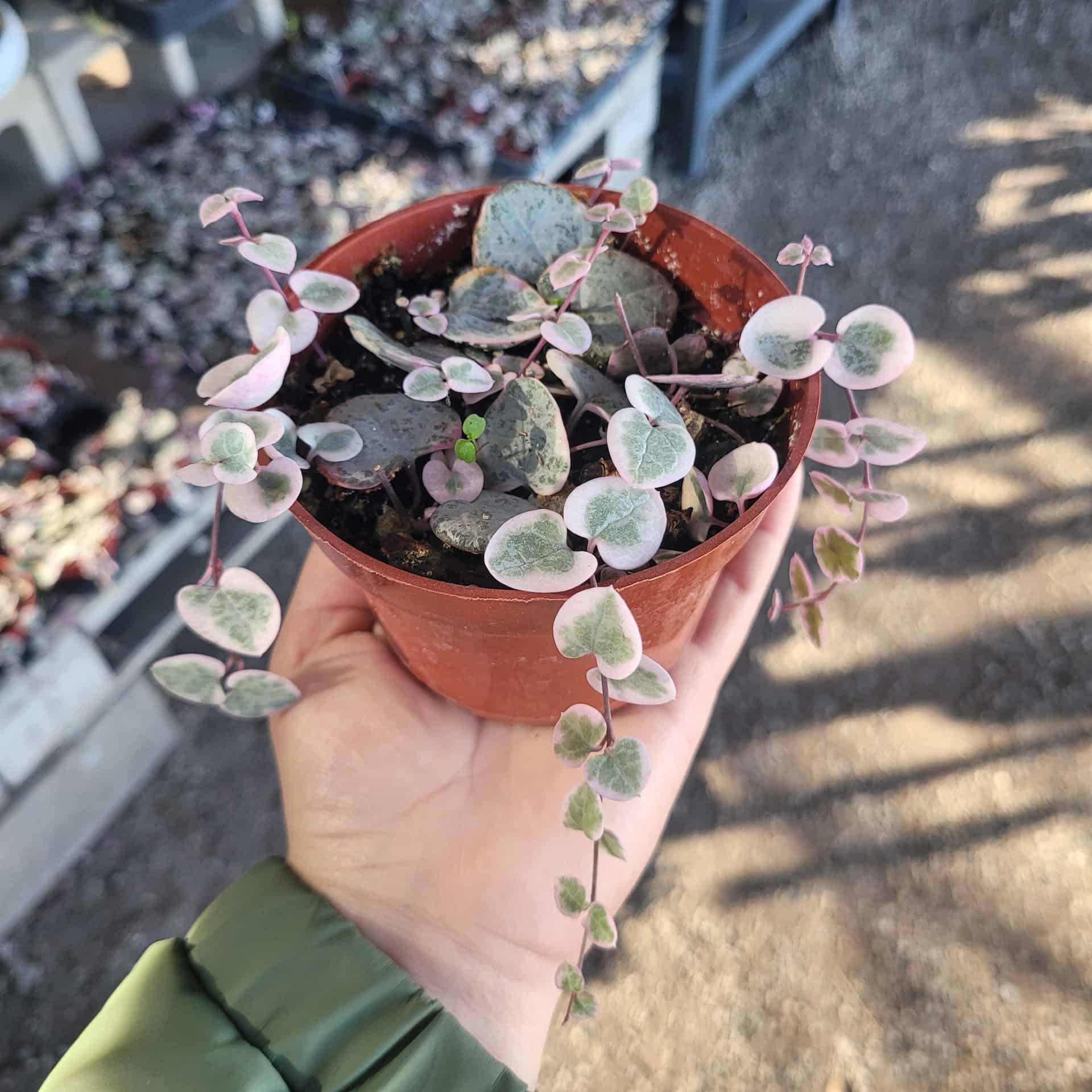 On Sale | Variegated String of Hearts Plant | Plantly