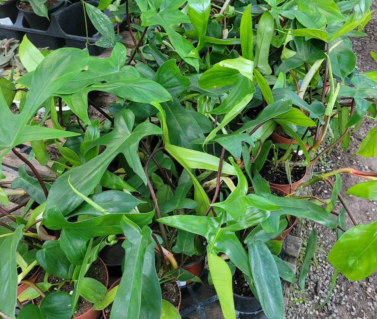 Buy Now | Philodendron Florida Green Plant | Plantly