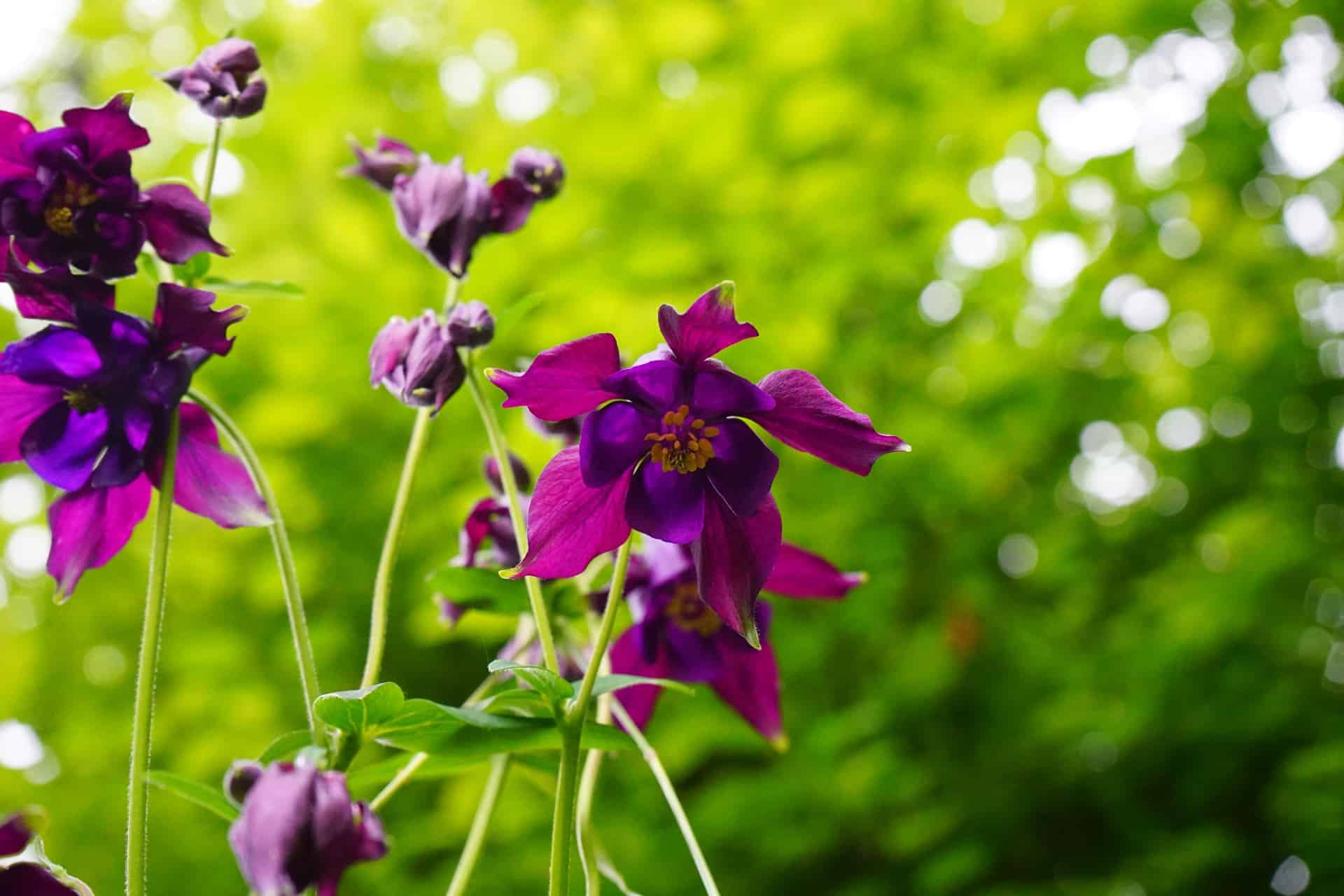 How To Grow Columbine Plant | Plantly