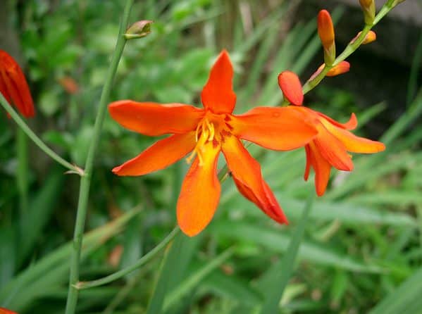 Crocosmia Plant Care And Growing Guide | Plantly