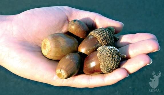 Chestnut Oak Tree Seedlings for Planting | Plantly