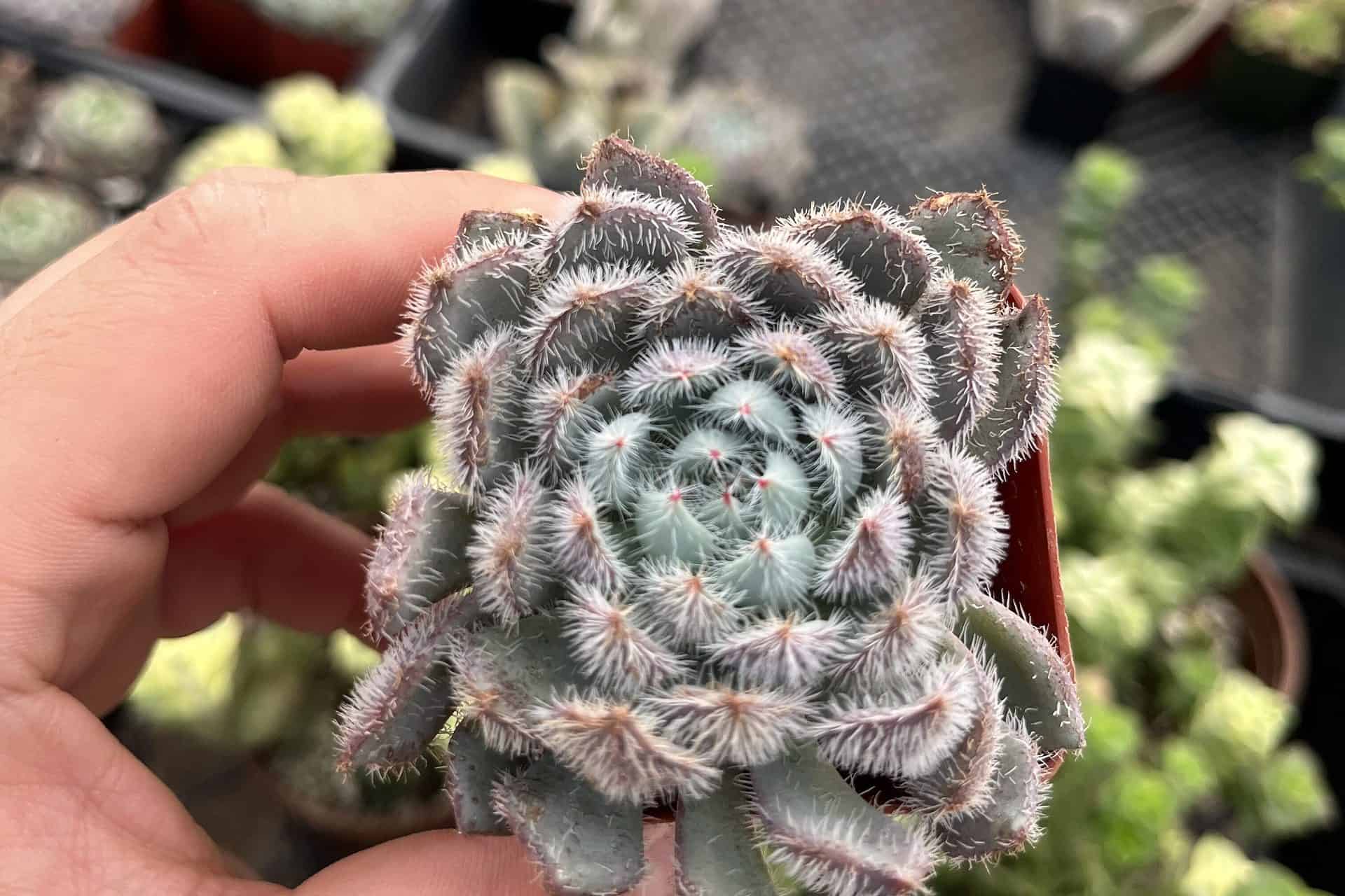 On Sale | Haworthia limifolia Succulent Plant | Plantly