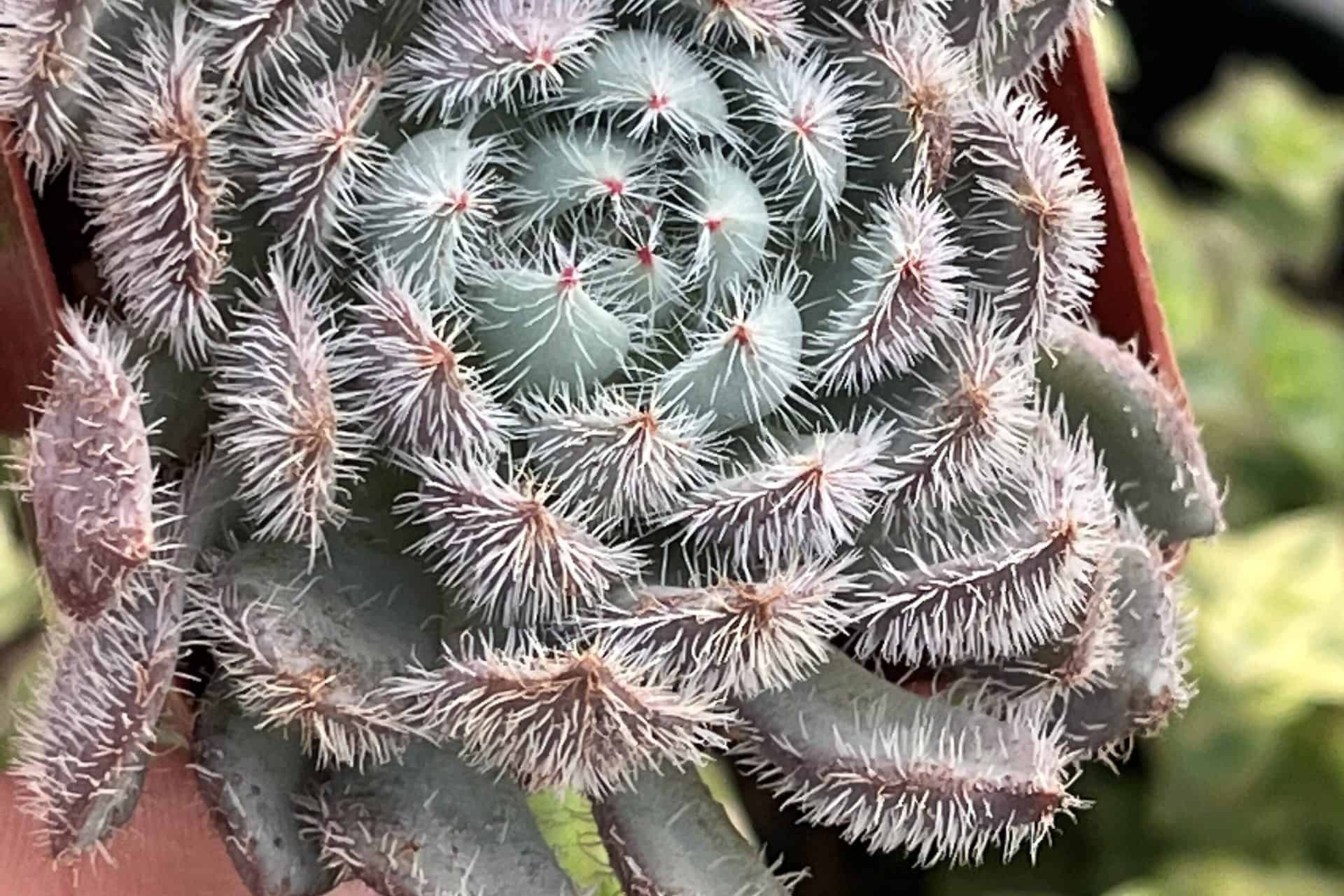 On Sale | Haworthia limifolia Succulent Plant | Plantly