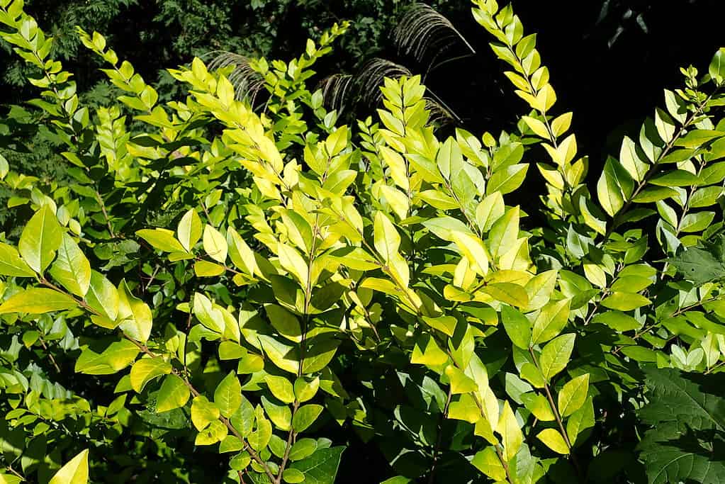 Sunshine Ligustrum Care & Growing Guide | Plantly