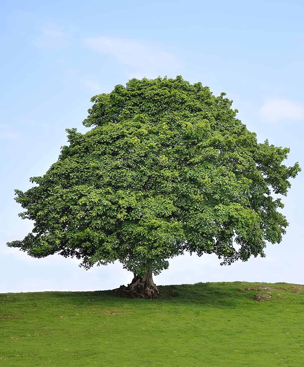 Buy Now | Sycamore Tree Seedlings | Plantly