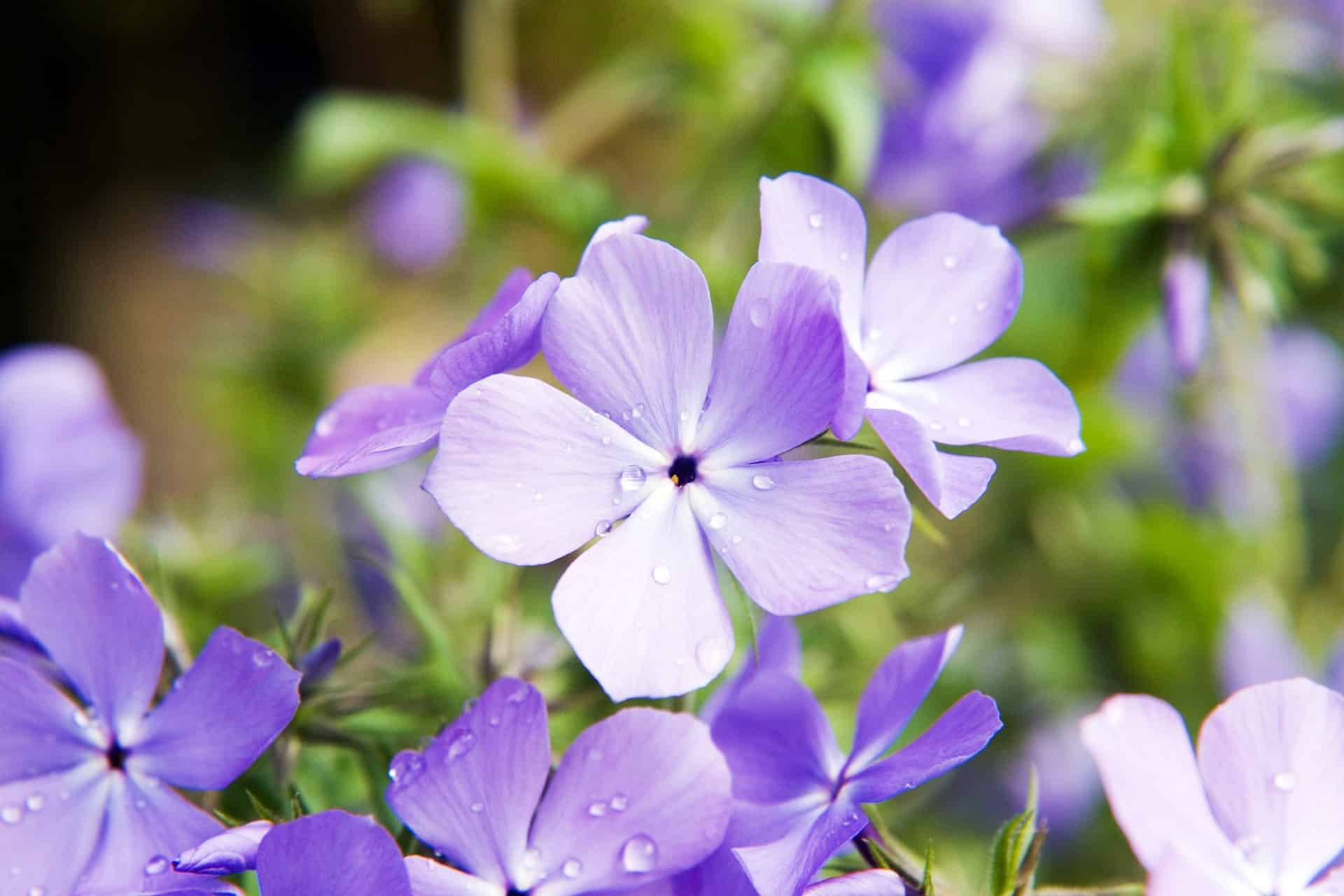 How To Grow and Care for Woodland Phlox | Plantly