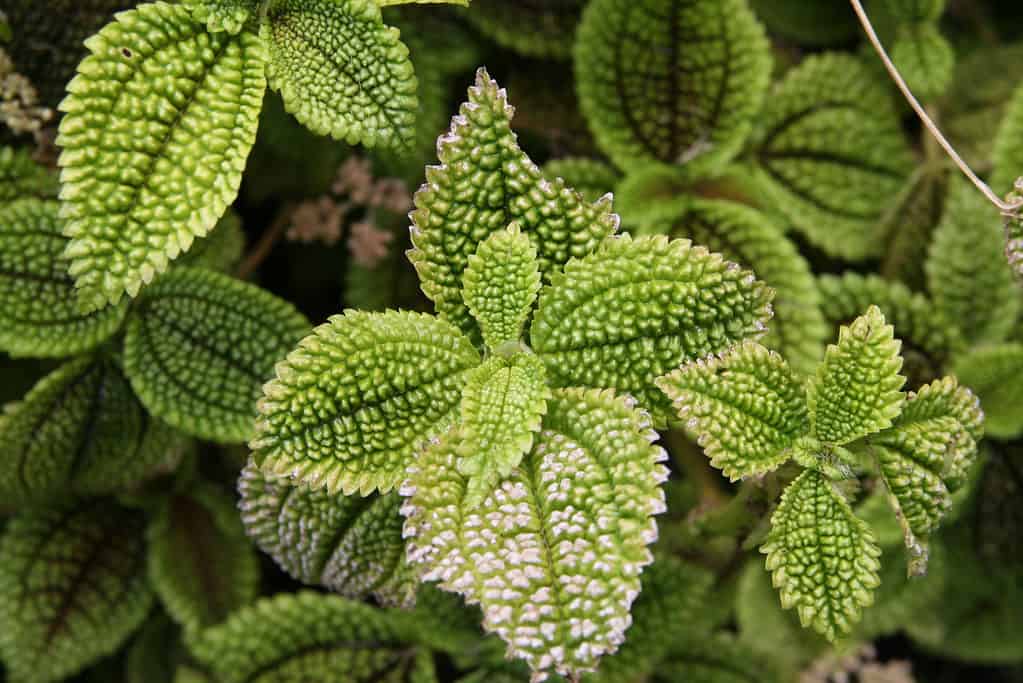 Friendship Plant Care Guide | Plantly