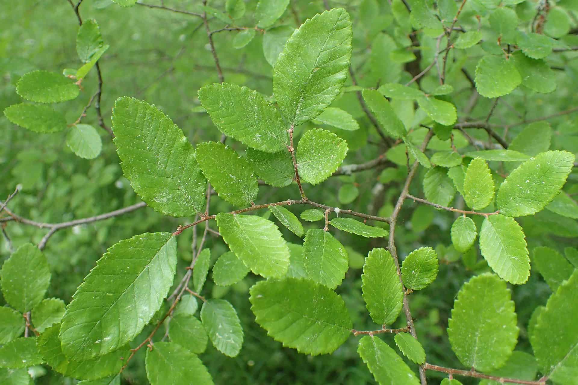 How To Grow And Care For Elm Trees | Plantly