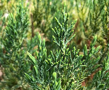 Blue Point Juniper Care And Growing Guide | Plantly