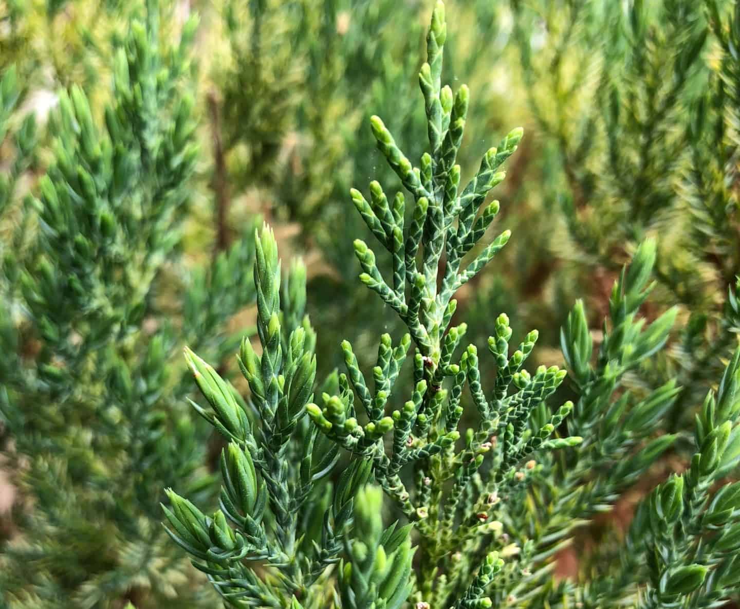 Blue Point Juniper Care And Growing Guide | Plantly