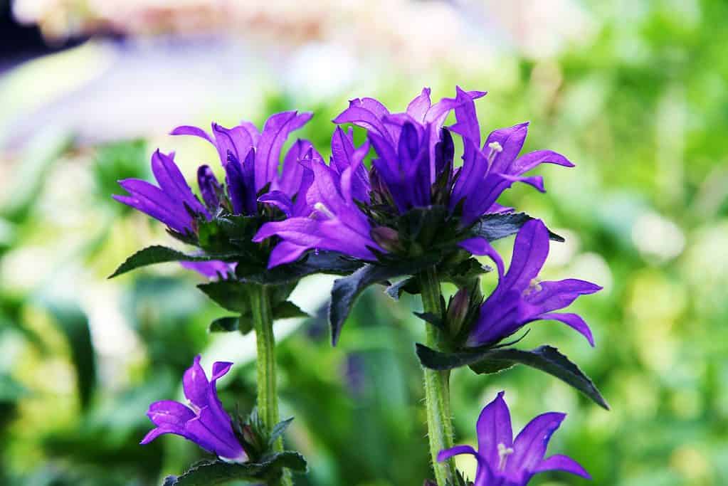 Best Purple Flowering Perennials | Plantly