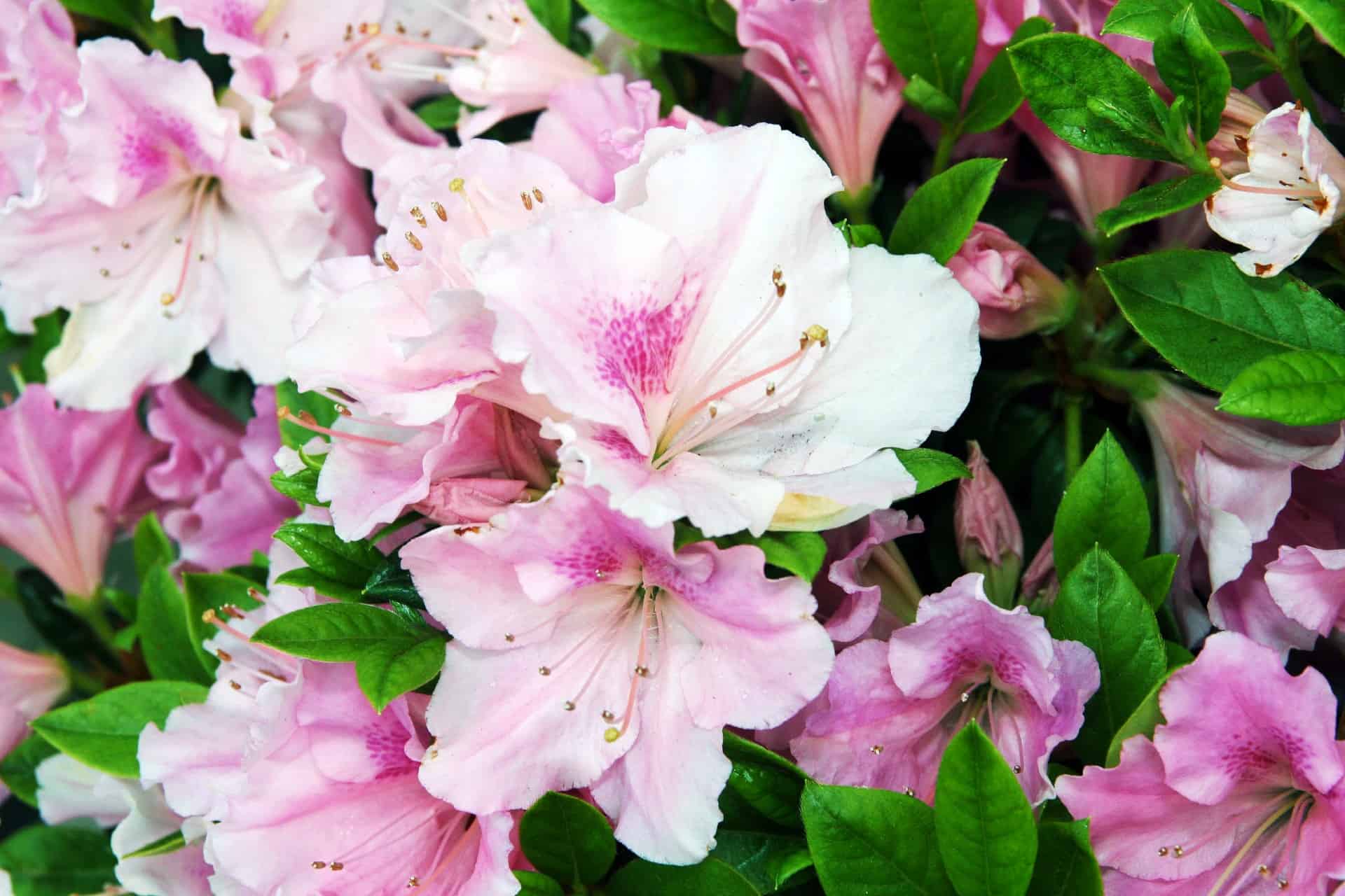 How To Grow And Care For Encore Azaleas | Plantly