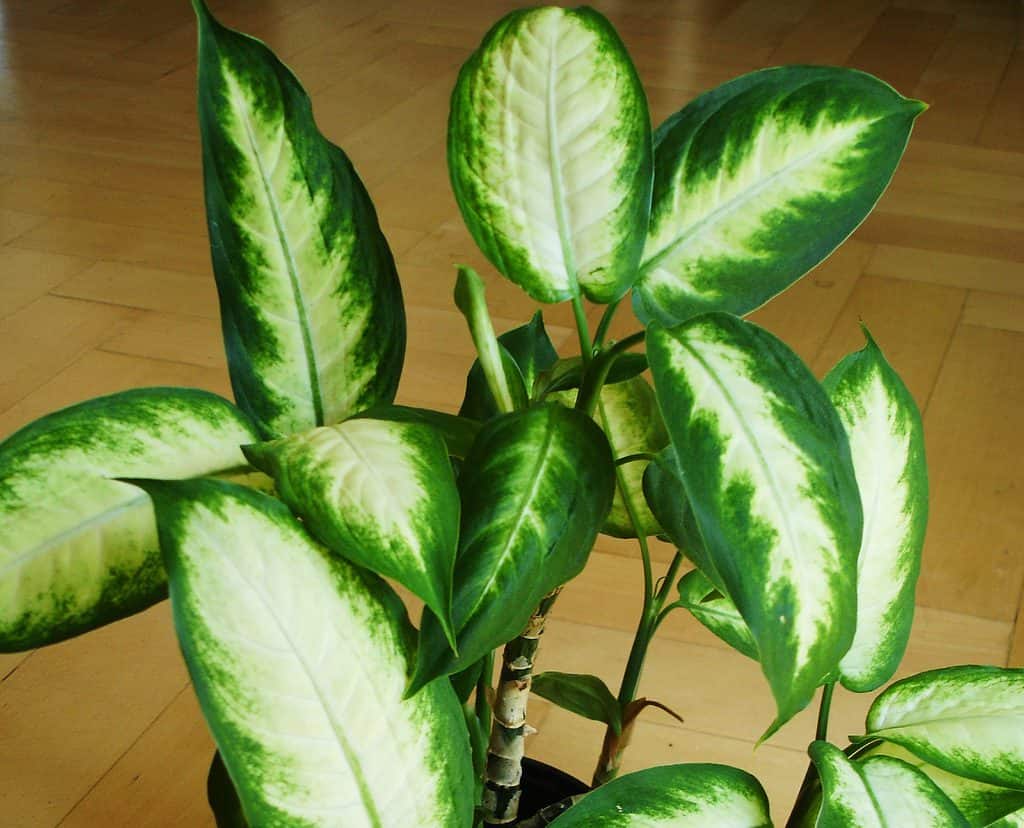 Discover the Beauty of Dieffenbachia Varieties | Plantly