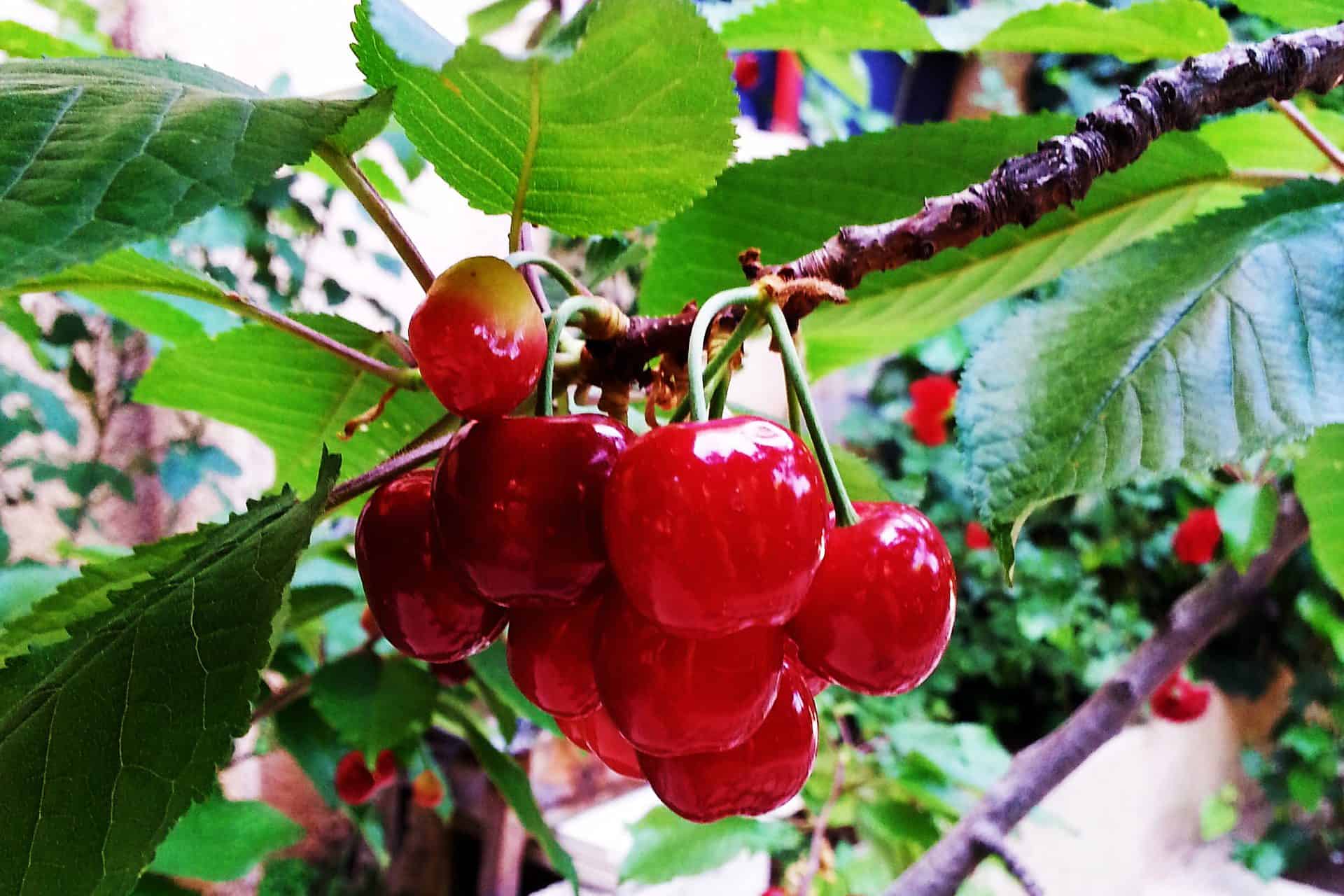 How To Grow And Care Nanking Cherry | Plantly