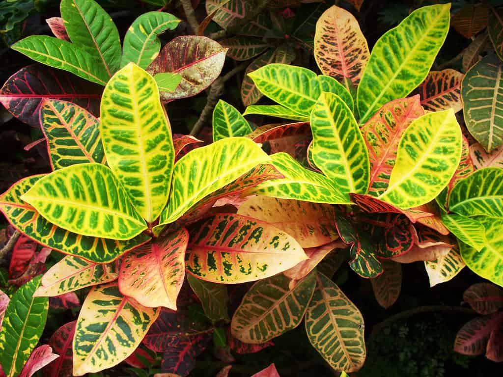 Expert Tips to Grow and Care for Crotons | Plantly