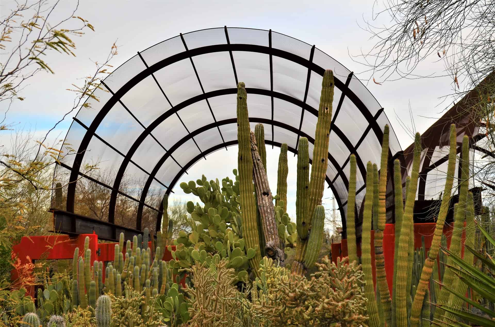 A Must - See Plants At Desert Botanical Gardens | Plantly
