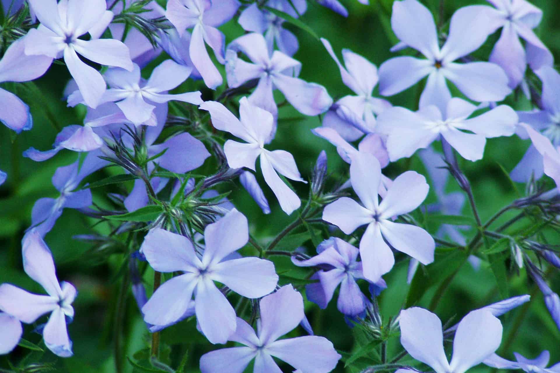 How To Grow and Care for Woodland Phlox | Plantly