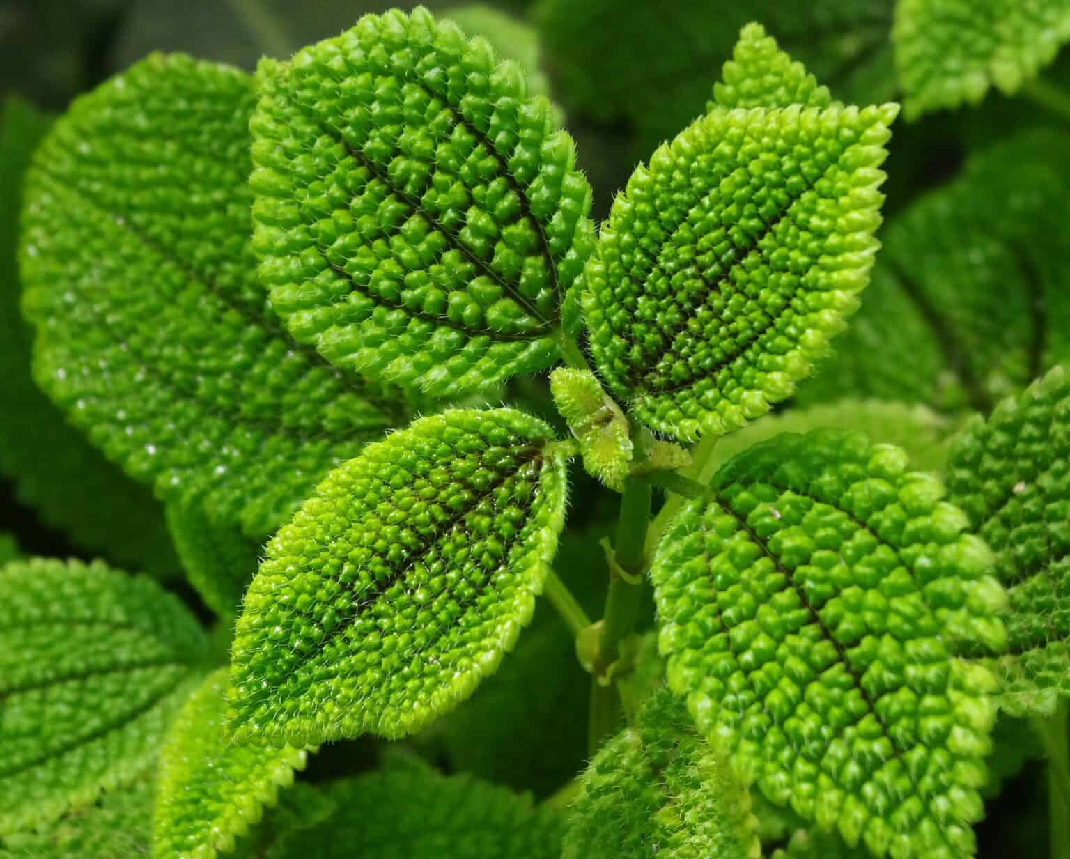 Friendship Plant Care Guide | Plantly