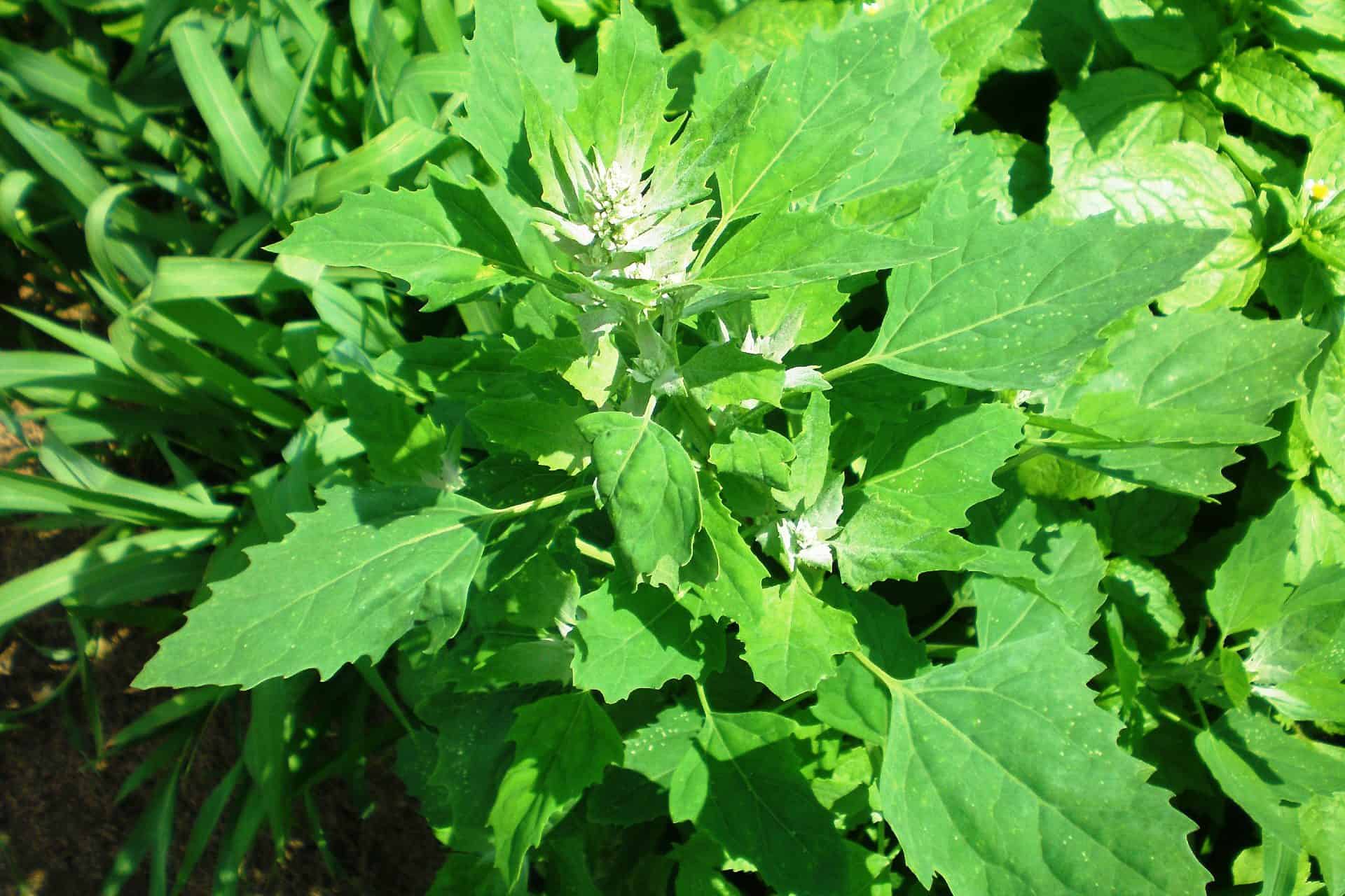 Chenopodium Album Plant Care And Growing Guide | Plantly