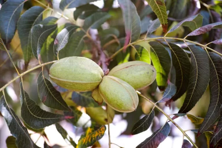 Northern Pecan Trees Seeds for Planting Carya illinoinensis | Plantly