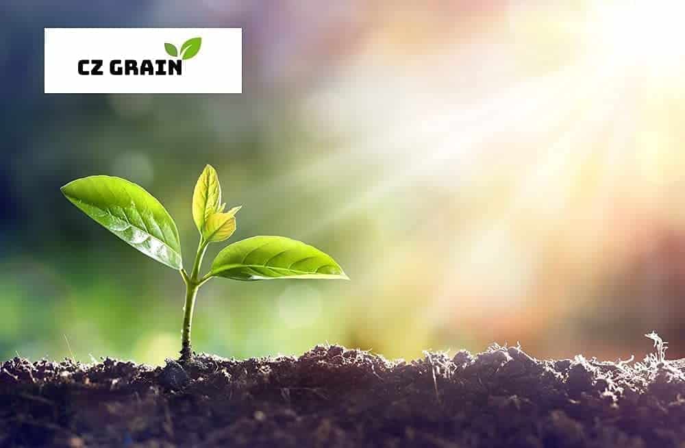 Sugar Maple Tree Seedlings for Planting | Plantly