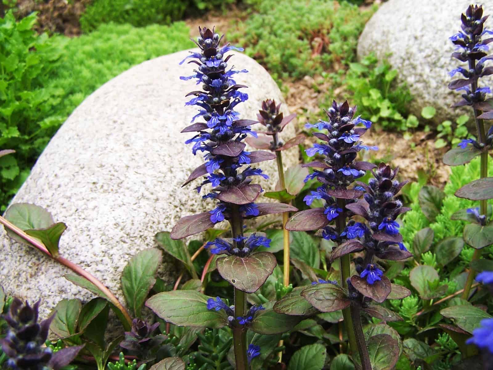 Ajuga Reptans "Bugleherb" Plant Care | Plantly