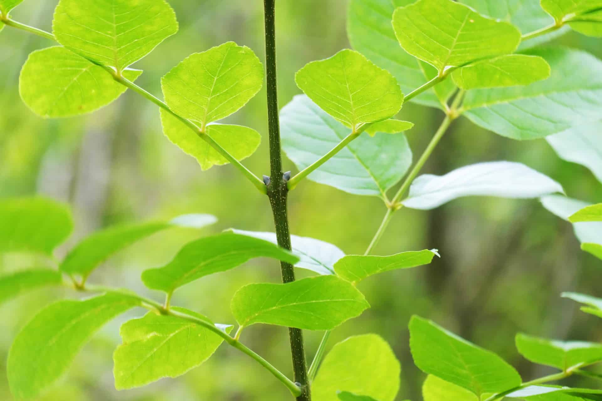 Green Ash (Fraxinus Pennsylvanica) Plant Care | Plantly