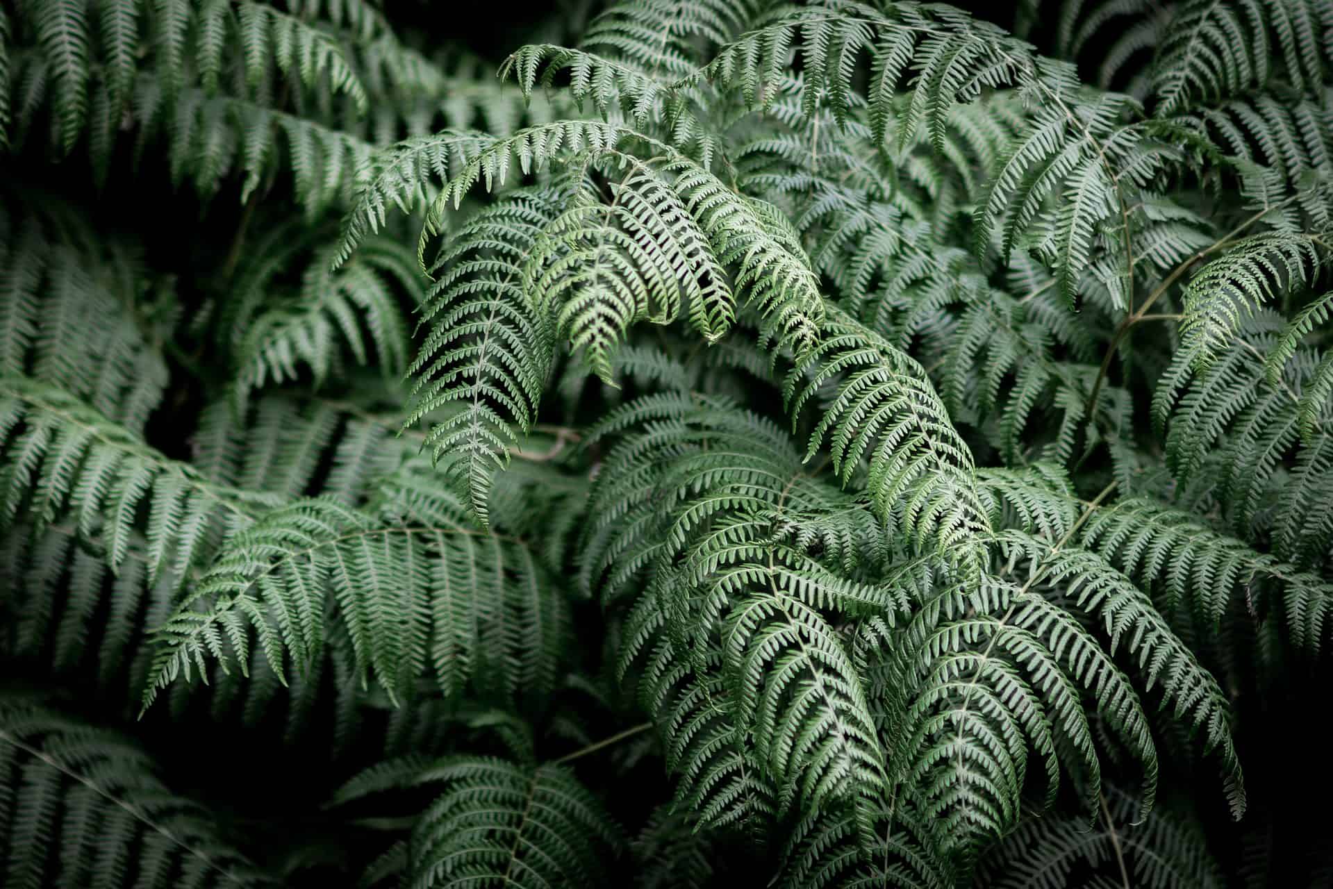 How to Grow and Care for Ostrich Fern | Plantly