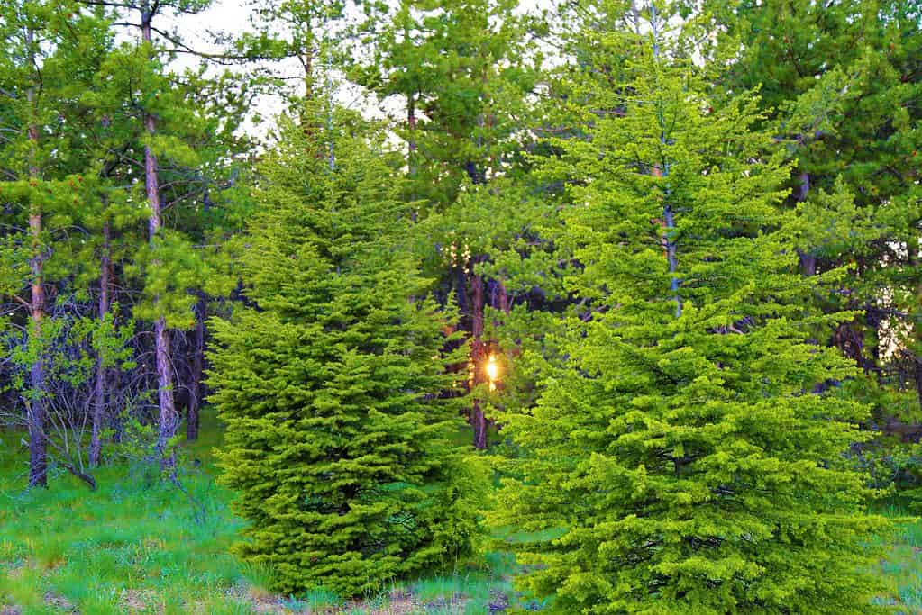 Blue Point Juniper Care And Growing Guide | Plantly