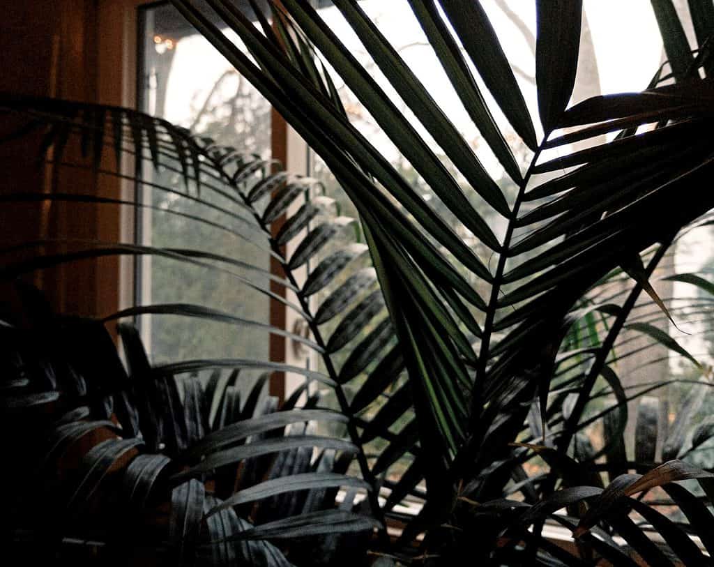 12 Best Indoor Palm Trees To Plant In Your Home | Plantly