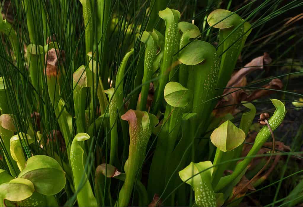Ultimate Guide And Care for Purple Pitcher Plant | Plantly