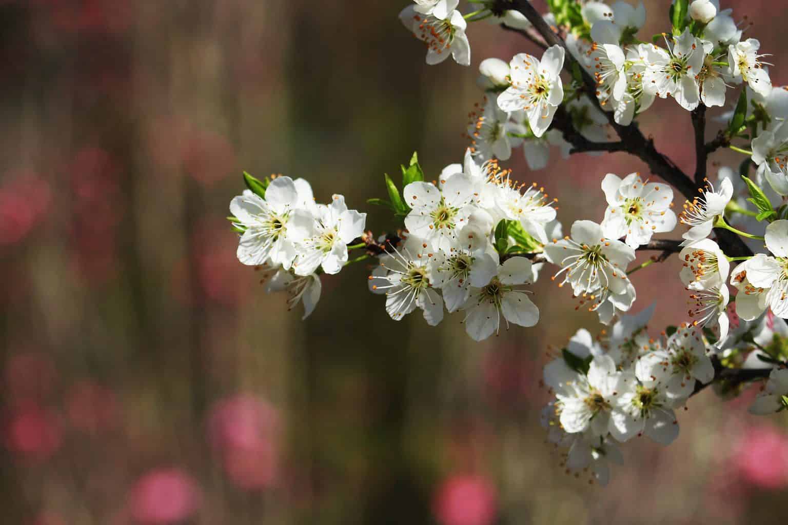 How To Grow And Care Nanking Cherry | Plantly