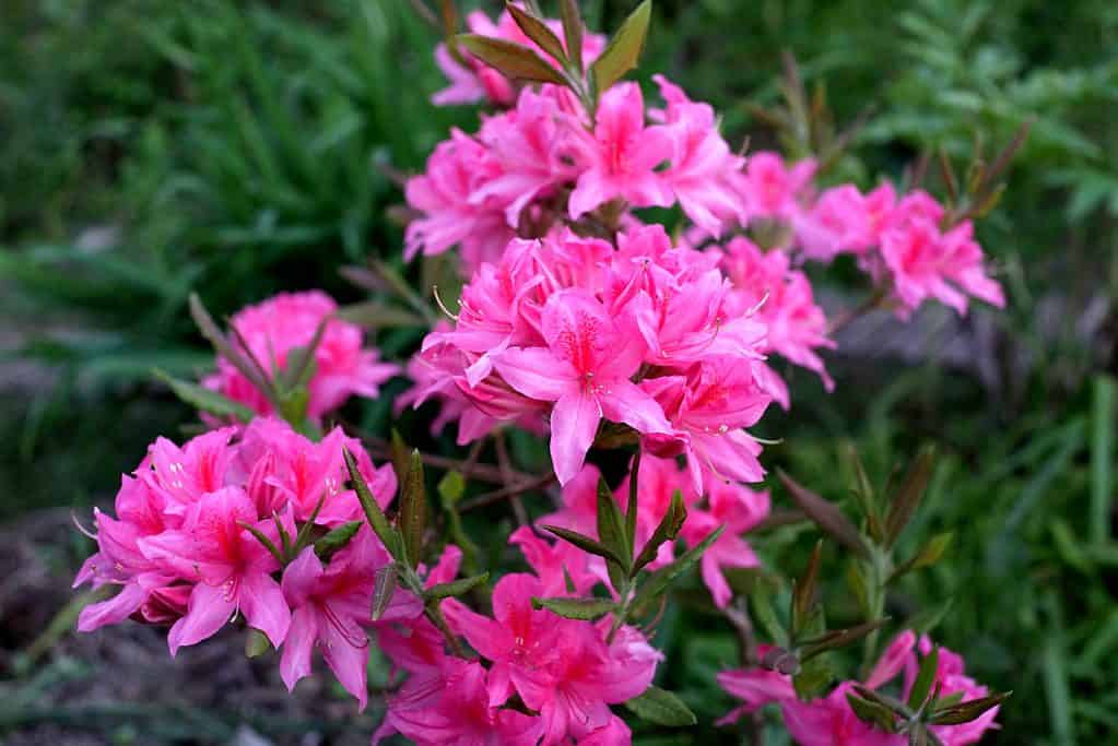 How To Grow And Care For Encore Azaleas | Plantly