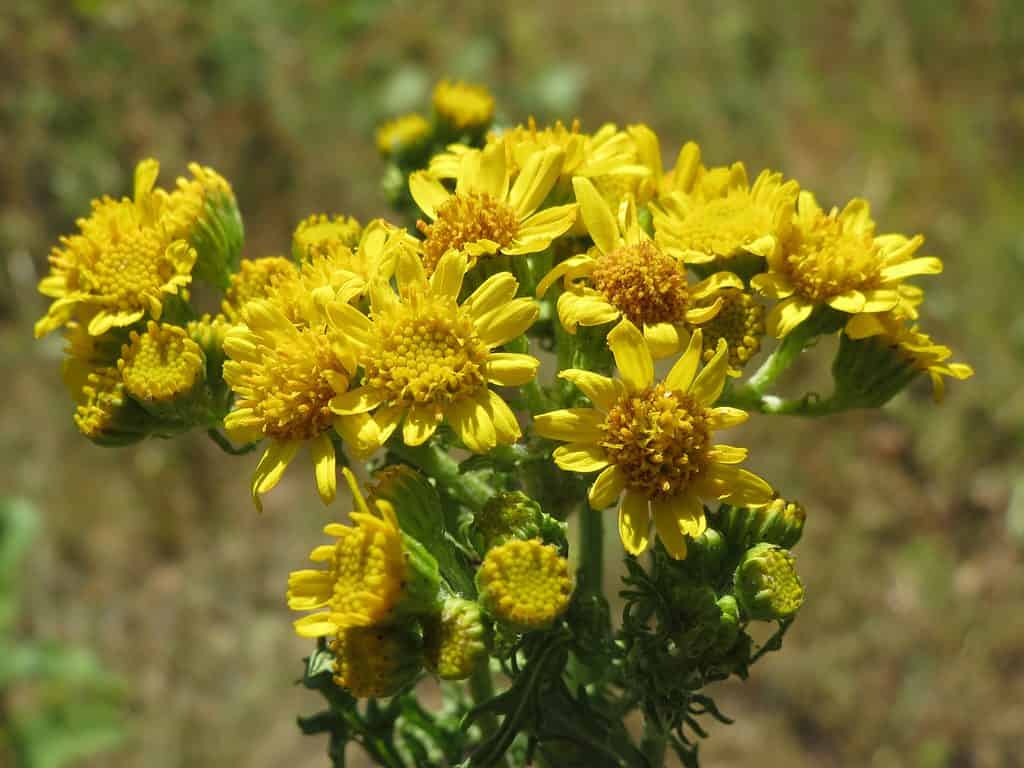 Benefits of Ragweed: Give Ragweed Another Chance | Plantly